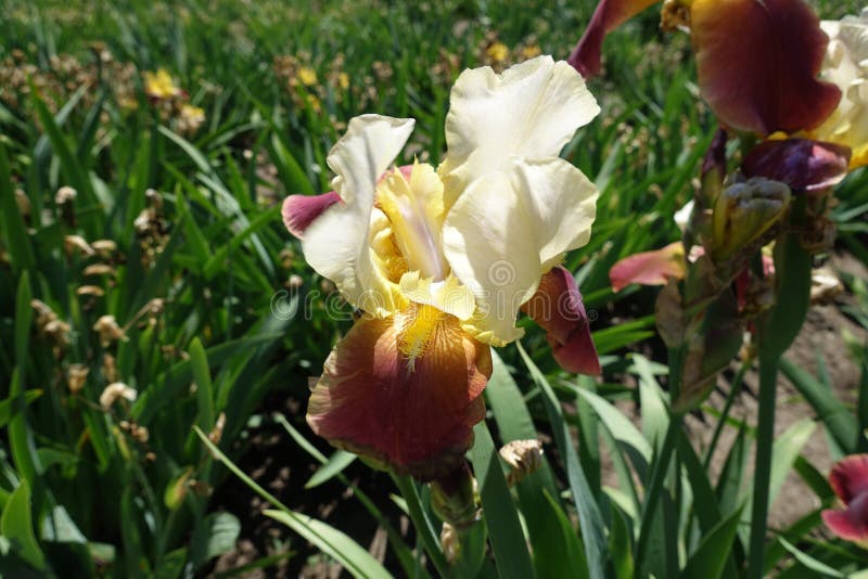 Pale Yellow and Red Flower of Iris Stock Image - Image of falls, pale ...