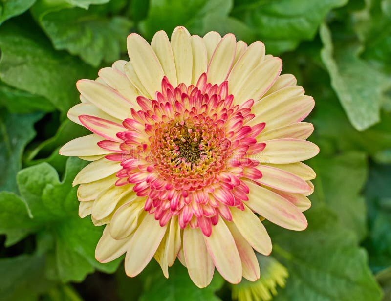 Pale Yellow and Red Gerber Daisy Closeup Stock Photo - Image of plant ...