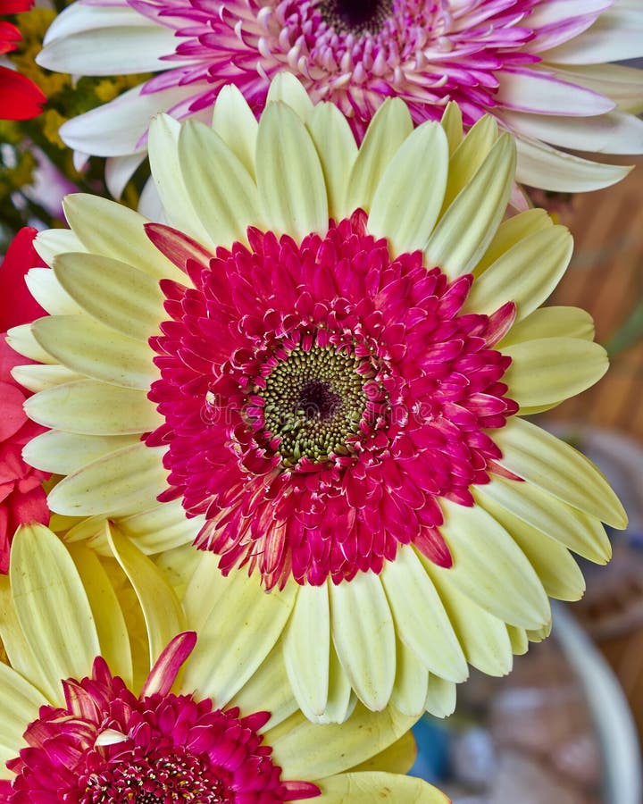 Pale Yellow and Red Gerber Daisy Stock Image - Image of gerbera, petal ...