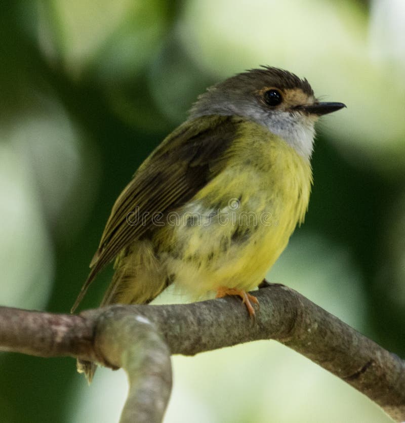 Pale Yellow Robin in Australia Stock Image - Image of exotic, natural ...