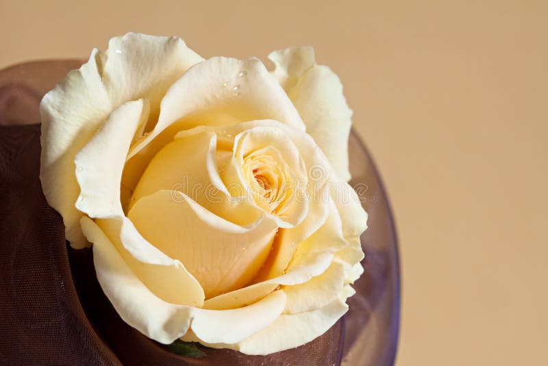 889 Single Pale Yellow Rose Stock Photos - Free & Royalty-Free Stock ...