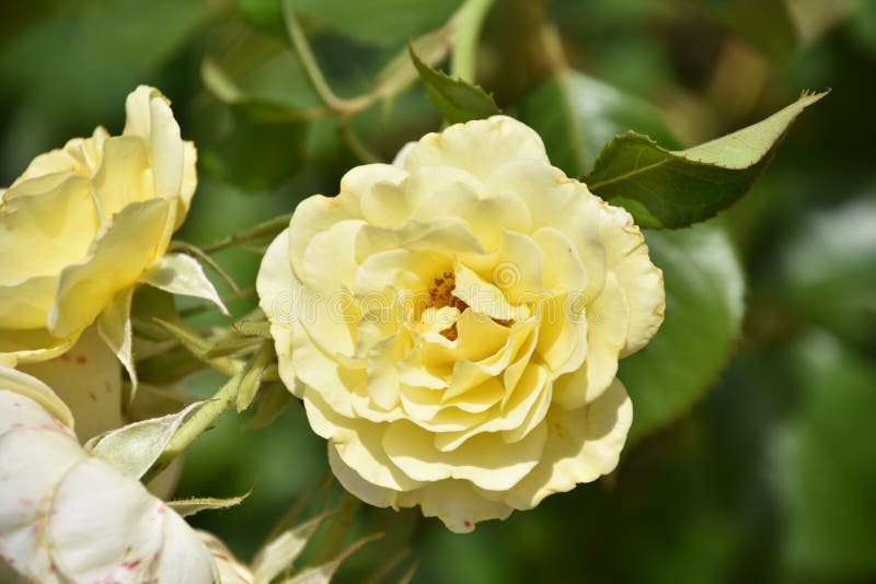 Pale Yellow Rose Blooming and Flowering in a Garden Stock Photo - Image ...
