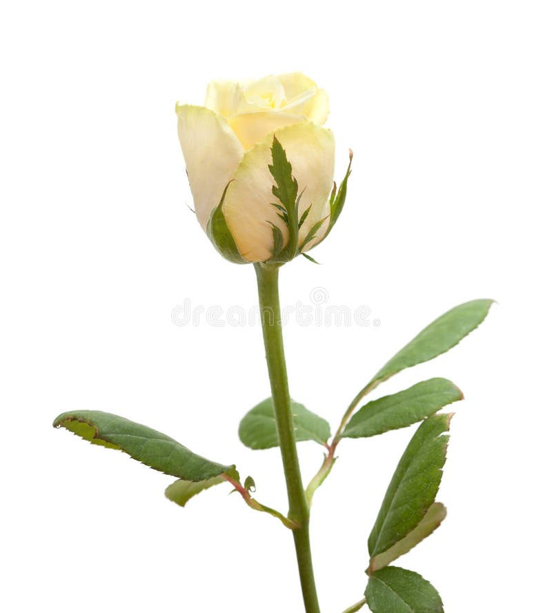 Pale yellow rose isolated stock image. Image of yellow - 42587111
