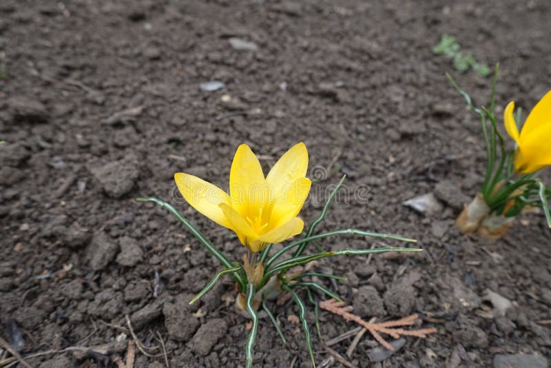 Pale Yellow Single Flower of Crocus Stock Image - Image of amber, gold ...