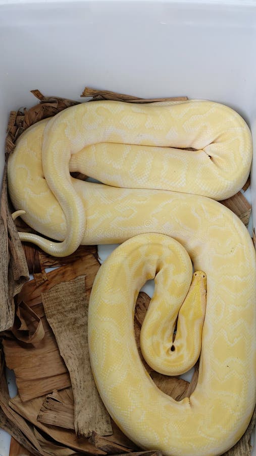 A Pale Yellow Snake, Curled Up Stock Image - Image of container, curled ...