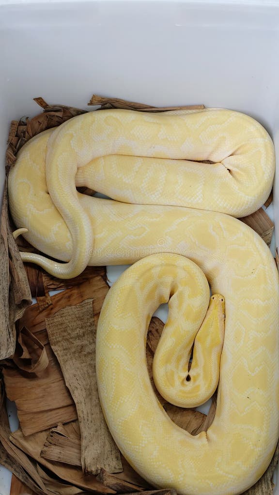 A Pale Yellow Snake, Curled Up Stock Image - Image of container, curled ...