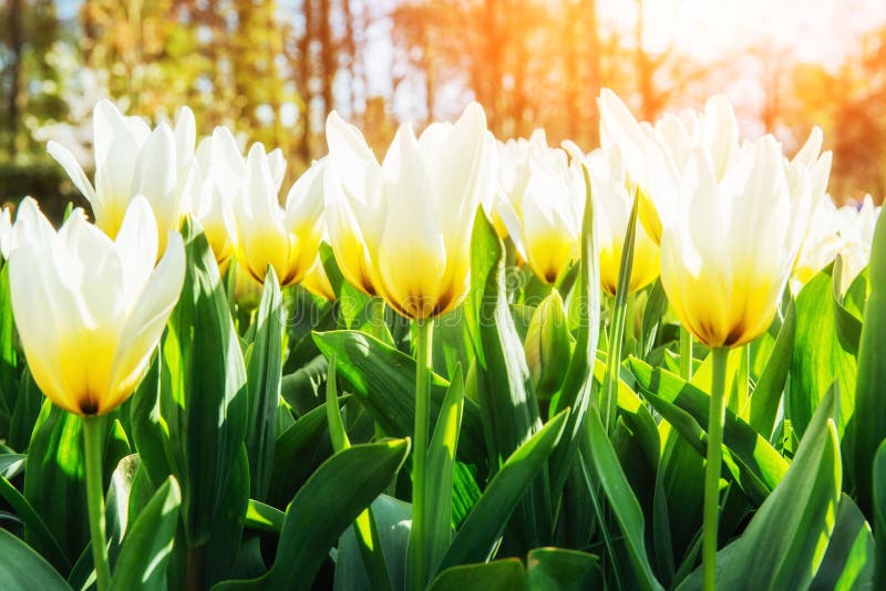 Pale Yellow Tulip in Spring in the Sun. Holland Stock Image - Image of ...