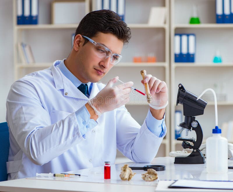 Paleontologist Looking at Extinct Animal Bone Stock Image - Image of ...
