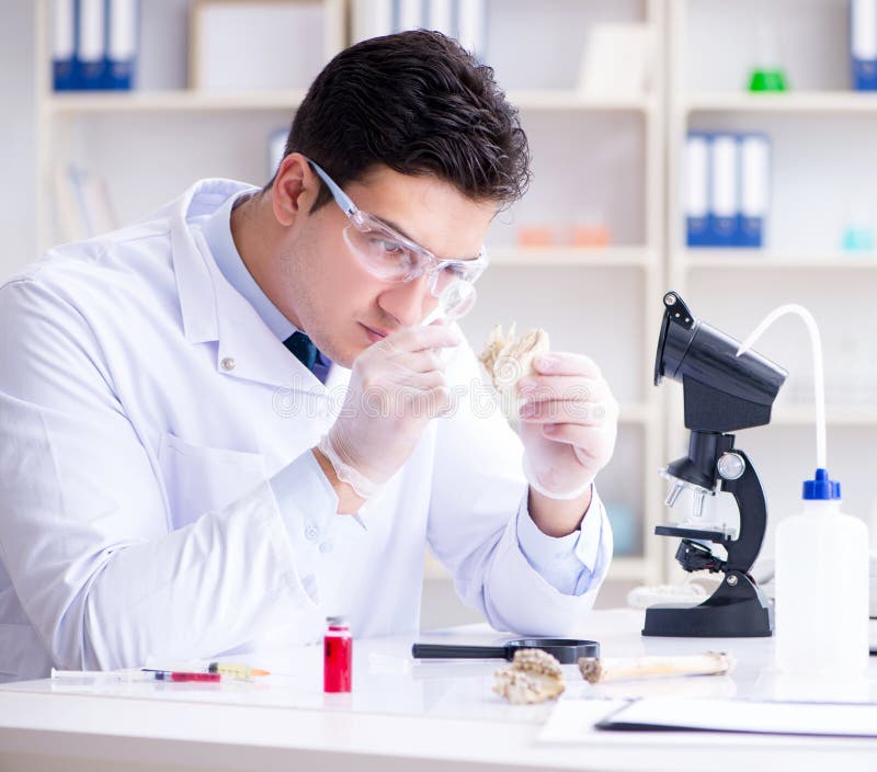 Paleontologist Looking at Extinct Animal Bone Stock Photo - Image of ...
