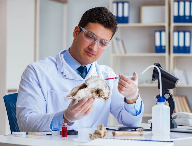 Paleontologist Looking at Extinct Animal Bone Stock Image - Image of ...