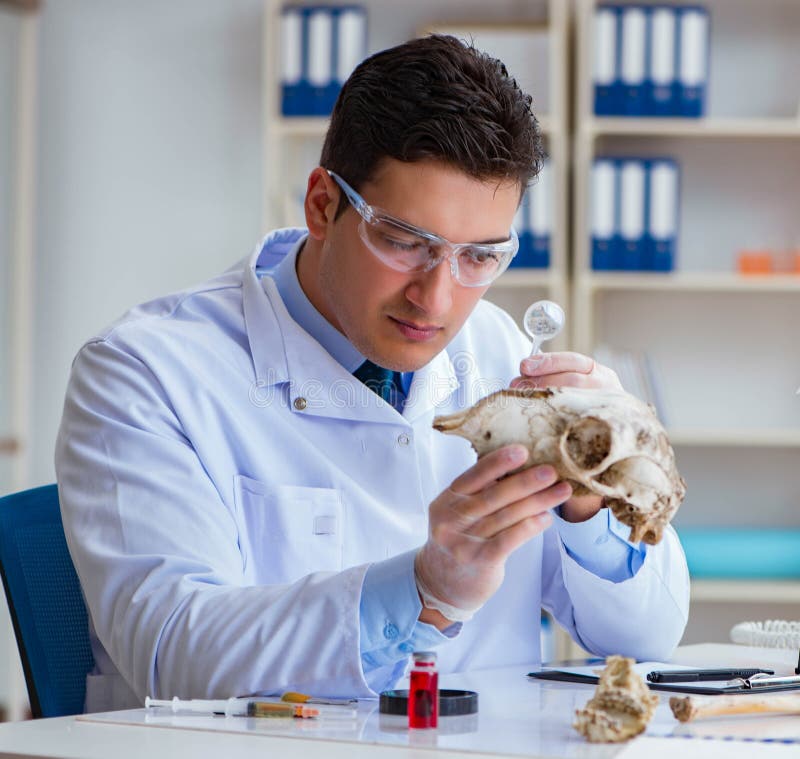 Paleontologist Looking at Extinct Animal Bone Stock Photo - Image of ...