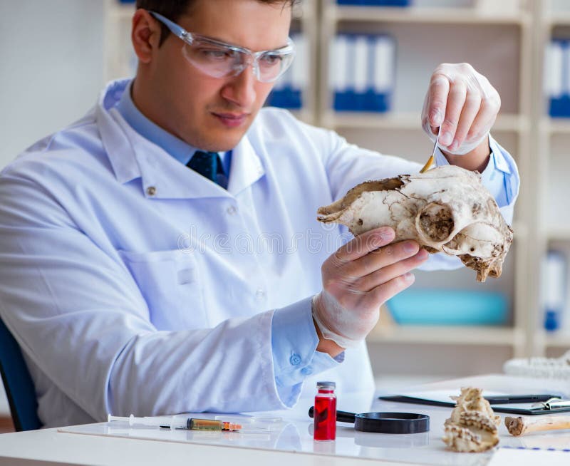Paleontologist Looking at Extinct Animal Bone Stock Image - Image of ...