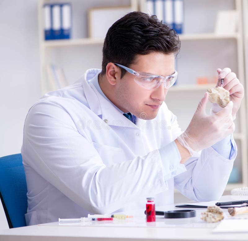 Paleontologist Looking at Extinct Animal Bone Stock Photo - Image of ...