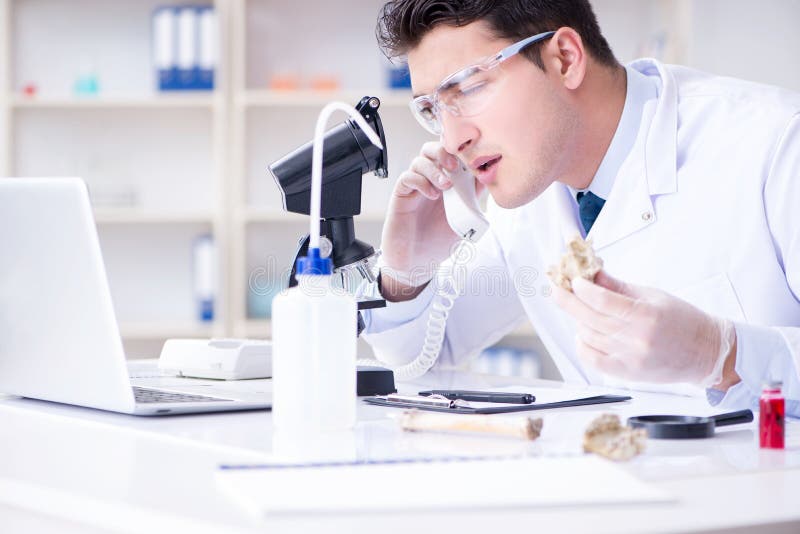 The Paleontologist Looking at Extinct Animal Bone Stock Image - Image ...