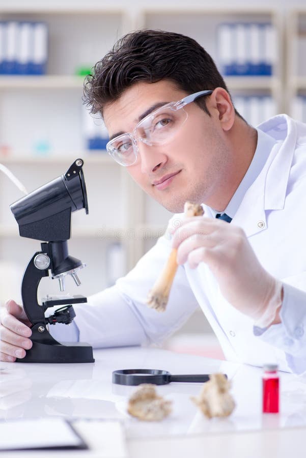 The Paleontologist Looking at Extinct Animal Bone Stock Photo - Image ...