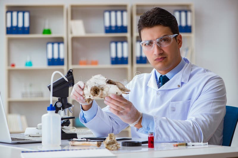The Paleontologist Looking at Extinct Animal Bone Stock Image - Image ...