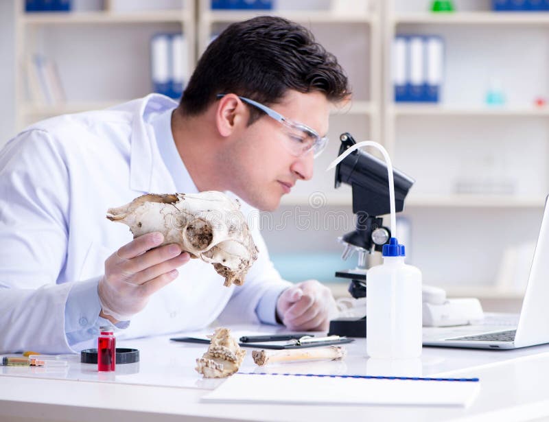 Paleontologist Looking at Extinct Animal Bone Stock Photo - Image of ...
