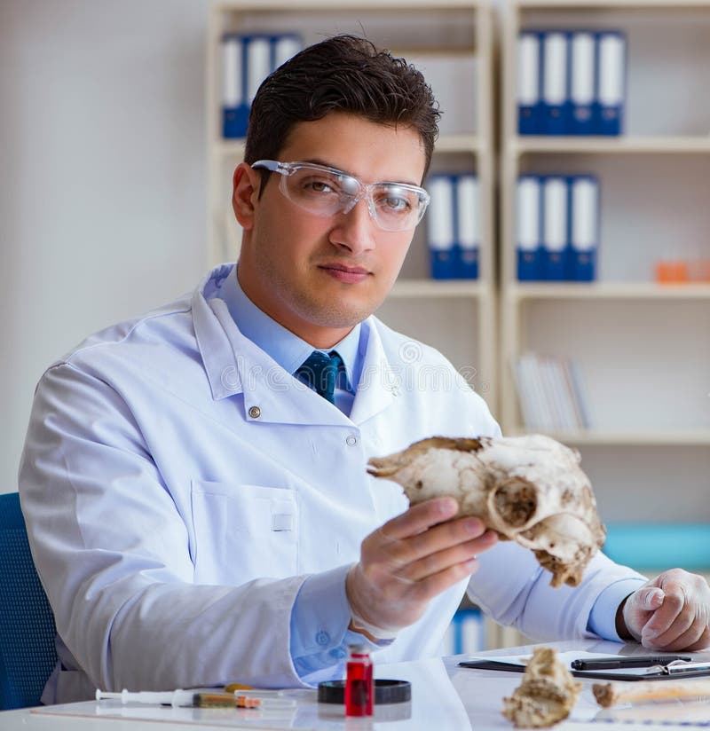 Paleontologist Looking at Extinct Animal Bone Stock Image - Image of ...