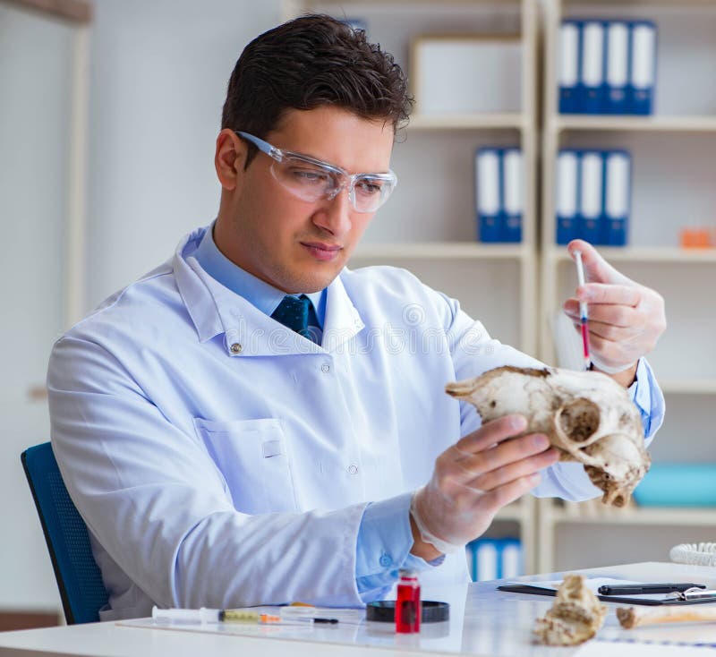 Paleontologist Looking at Extinct Animal Bone Stock Image - Image of ...