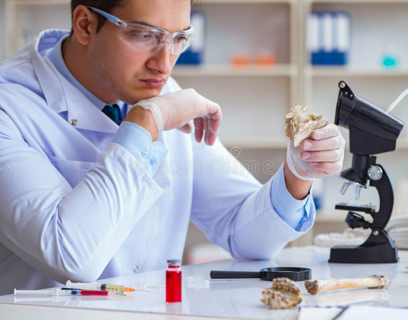 Paleontologist Looking at Extinct Animal Bone Stock Image - Image of ...