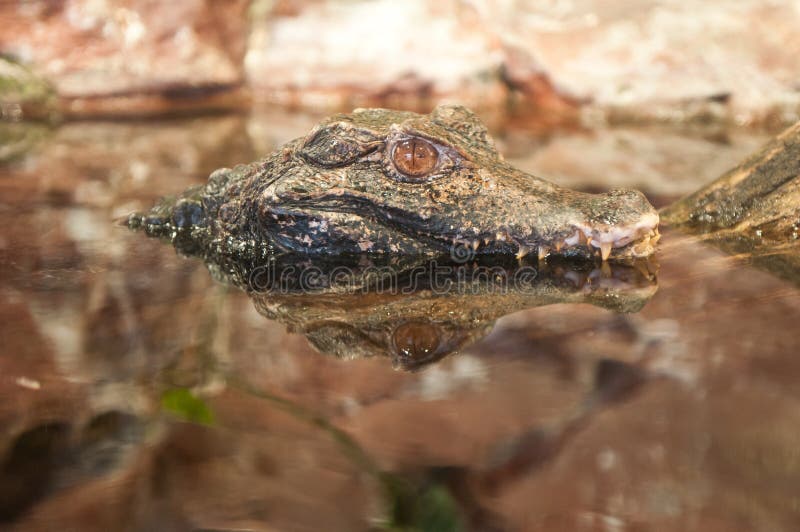 Paleosuchus palpebrosus stock photo. Image of reptilia - 22632144