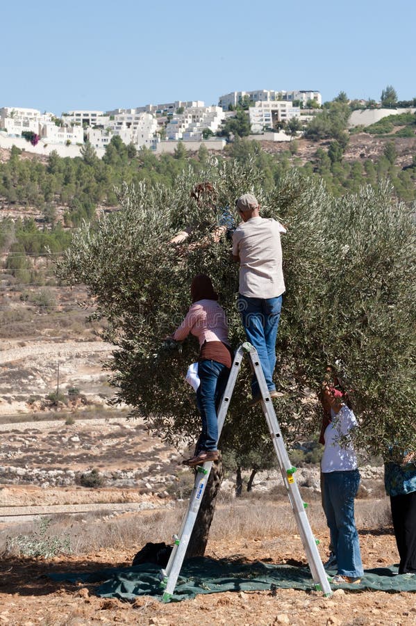 Palestine Olive Harvest editorial stock image. Image of olive - 21711744