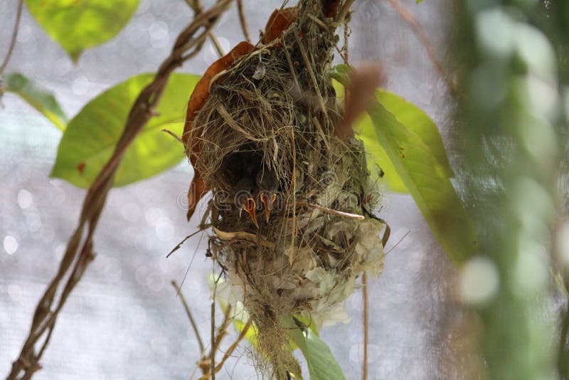 Palestine sunbird stock image. Image of nest, sunbird - 69657387
