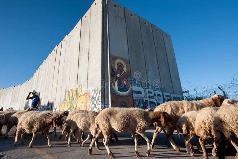 Palestinian Sheep at Israeli Separation Wall Editorial Stock Photo ...