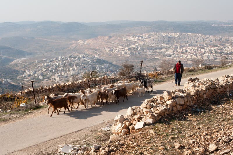 Palestinian shepherd editorial image. Image of goat, territories - 33147110