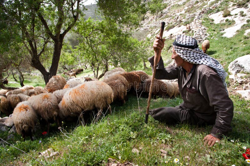 Palestinian shepherd editorial photography. Image of sebastiya - 24744772