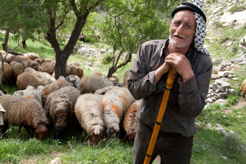 Palestinian shepherd editorial image. Image of goat, territories - 33147110