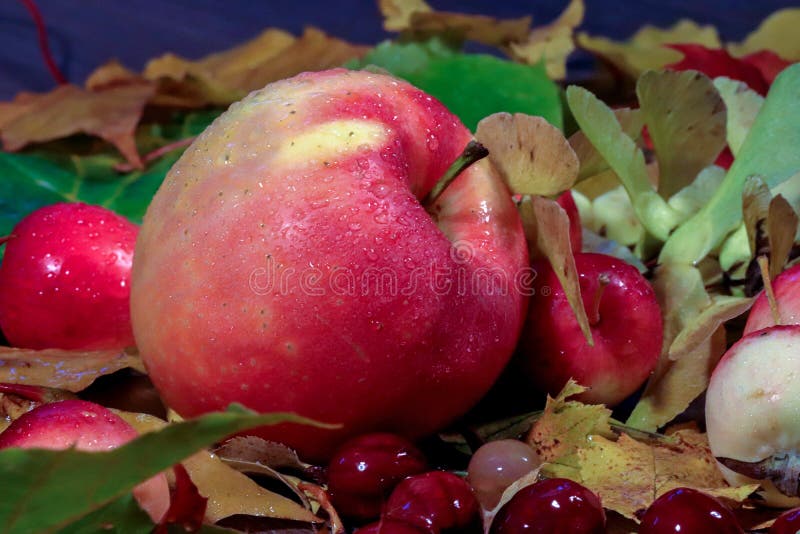 The Palette Of Autumn Still Life Of Fruit And Autumn Leaves Stock