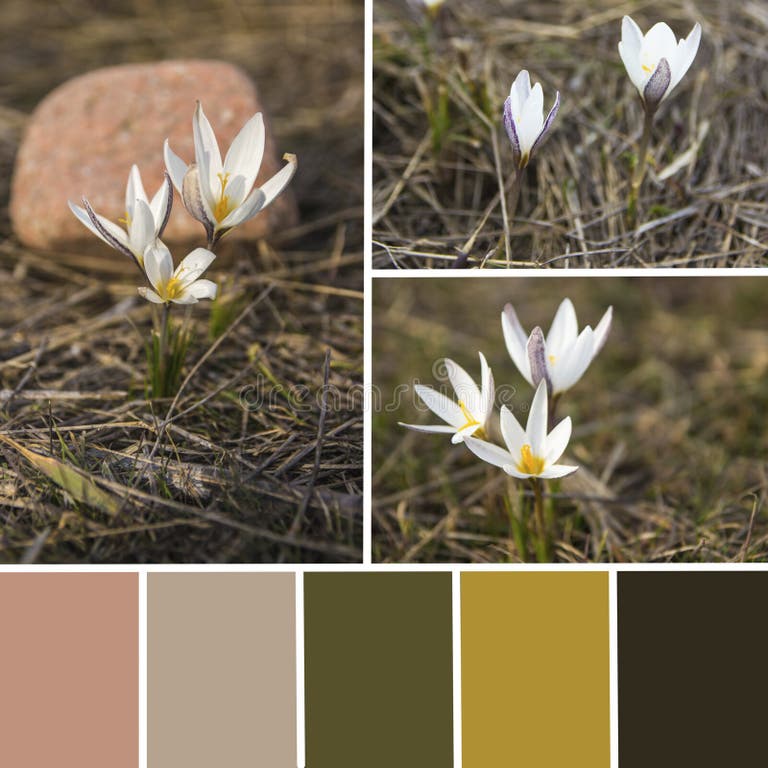 Palette of First Spring Flowers. Color Matching Palette Stock Image ...