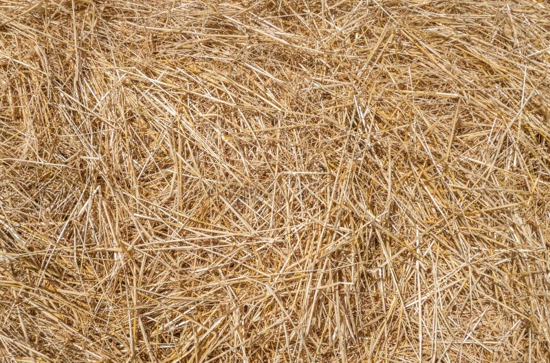Palha imagem de stock. Imagem de palha, planta, acima - 57317381
