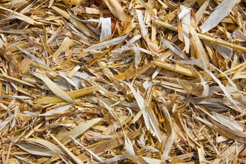 A Palha, Milho Secado Sae Do Fundo Imagem de Stock - Imagem de colheita ...