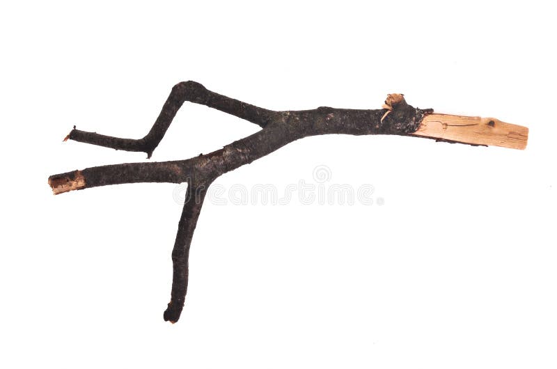 Ramita Rota Aislada En Un Fondo Blanco Imagen de archivo - Imagen de ...