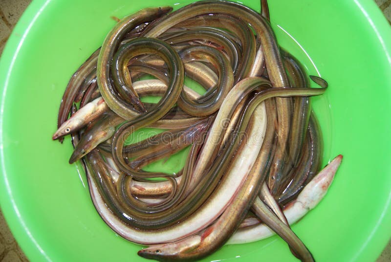 Paling stock afbeelding. Image of aquatisch, verleidelijk - 13447741