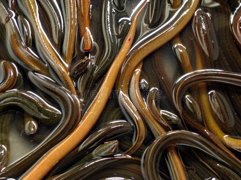 Paling stock foto. Image of bevlekt, mond, gevaarlijk - 5318576