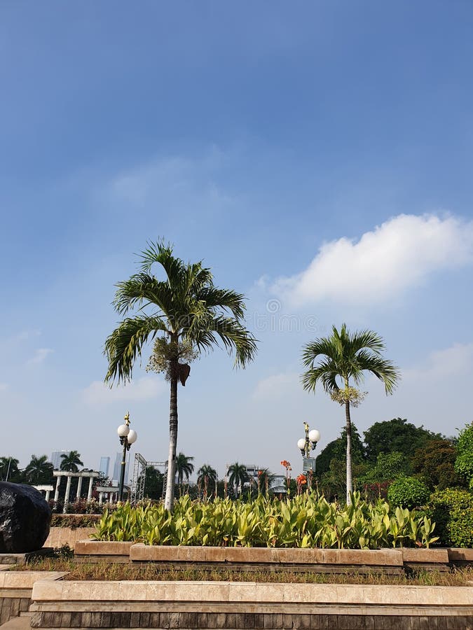 The paling tree stock image. Image of tropics, agriculture - 252643385