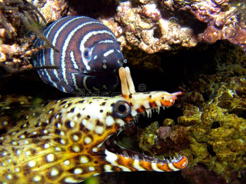 Palingen stock foto. Image of voedsel, overzees, moraal - 2429148