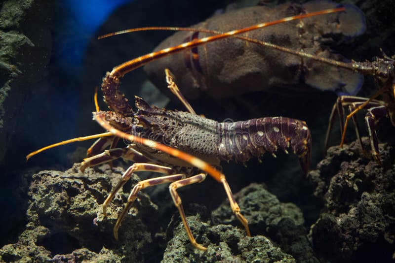 Palinuro Comune (palinurus Elephas) Immagine Stock - Immagine di ...