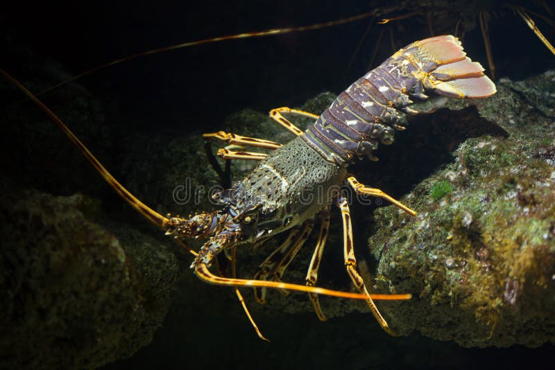 Palinuro Comune (palinurus Elephas) Immagine Stock - Immagine di ...