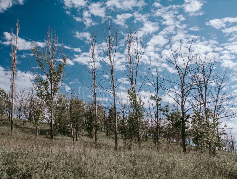 Palisade of trees stock photo. Image of field, grass - 225406698