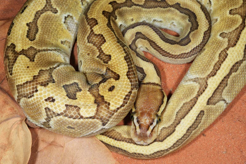 Palla o pitone reale fotografia stock. Immagine di aperto - 32050434
