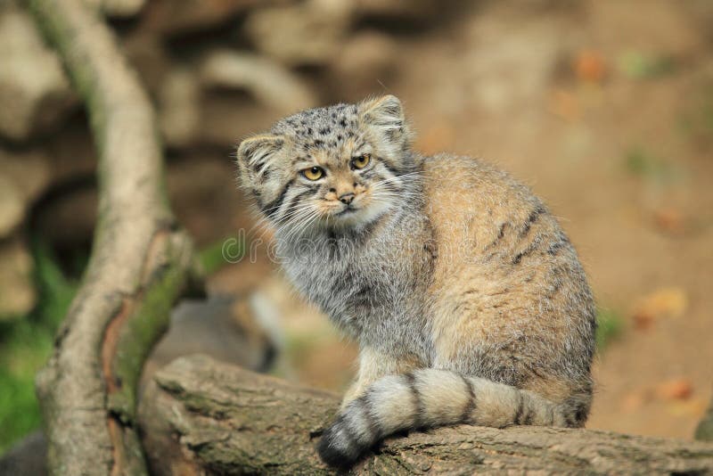 Cute Pallas Cat Kitten Playing Stock Image - Image of cute, outdoor ...