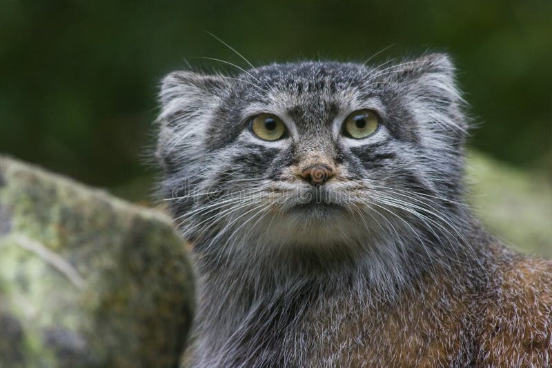 Pallas cat or Manul stock photo. Image of nature, ears - 8953872