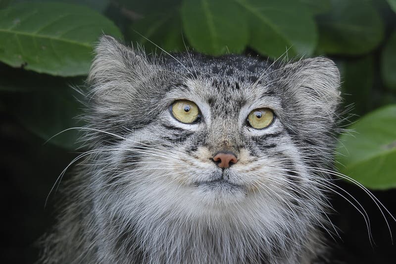 Manul or Pallas`s Cat, Otocolobus Manul, Cute Wild Cat from Asia ...