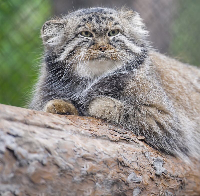Pallas Cat Otocolobus Manul, Also Known As the Manul Stock Photo ...