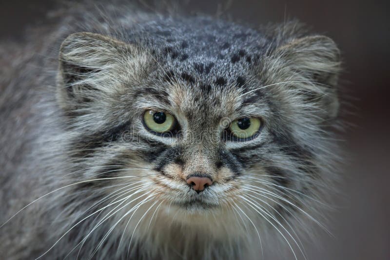 Pallas`s Cat Otocolobus Manul Stock Photo - Image of grasslands ...