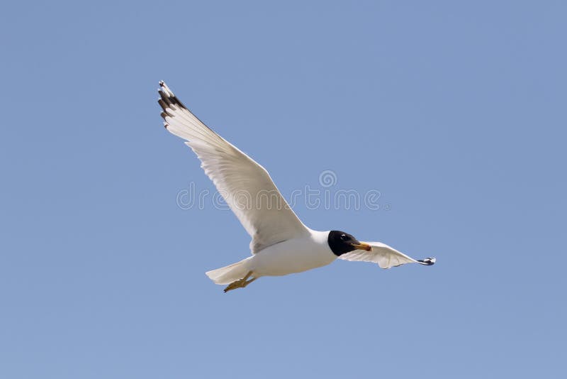 Pallas S Gull, Larus Ichthyaetus Stock Image - Image of bird ...